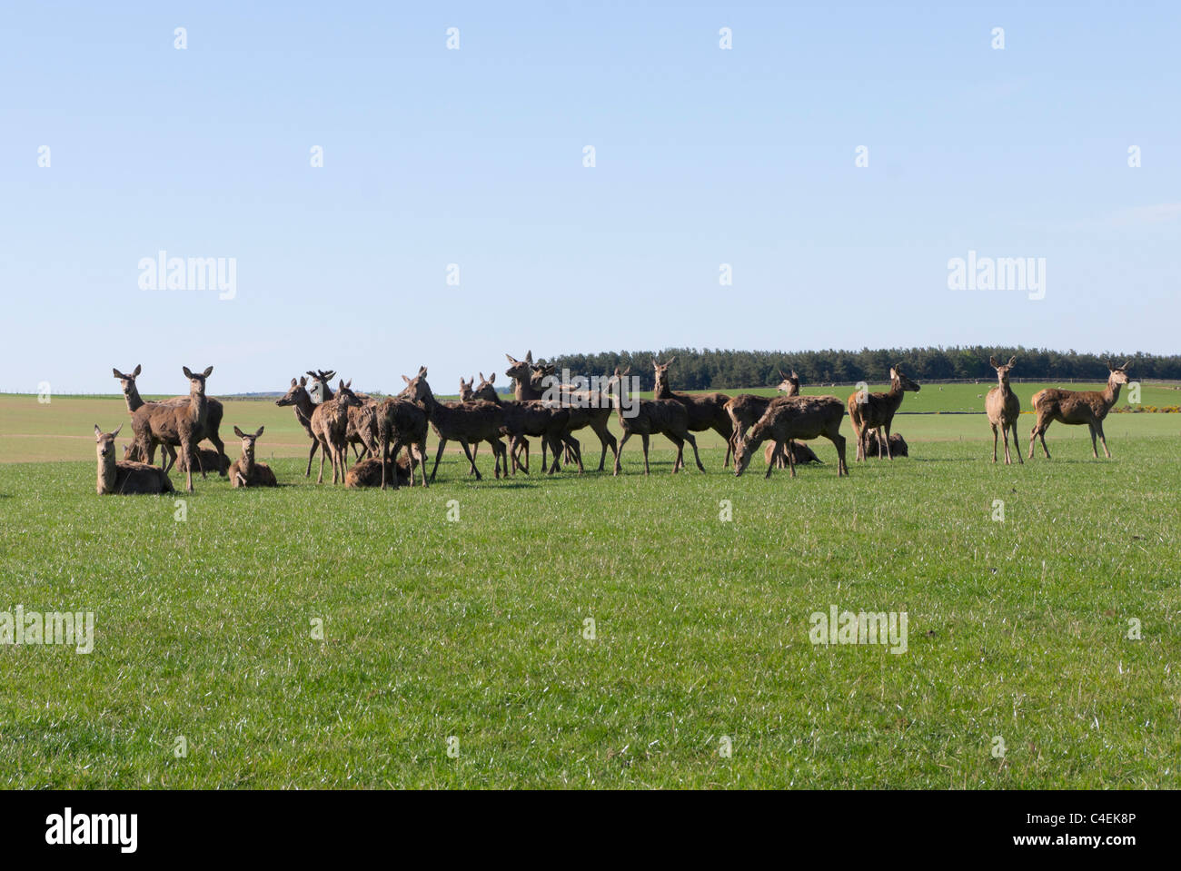 Jedforest Deer Farm, Scottish Borders - red deer farmed for venison ...