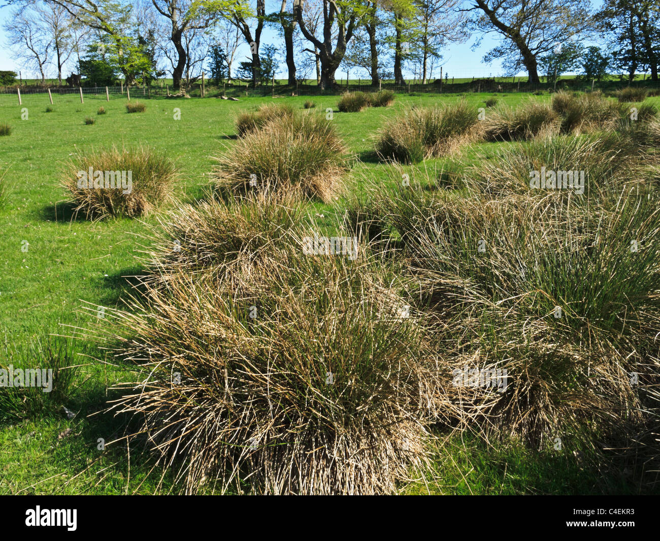 Jedforest Deer Farm, Scottish Borders - upland pasture with marsh ...