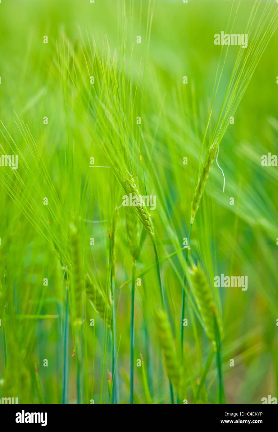 Young wheat field Stock Photo - Alamy