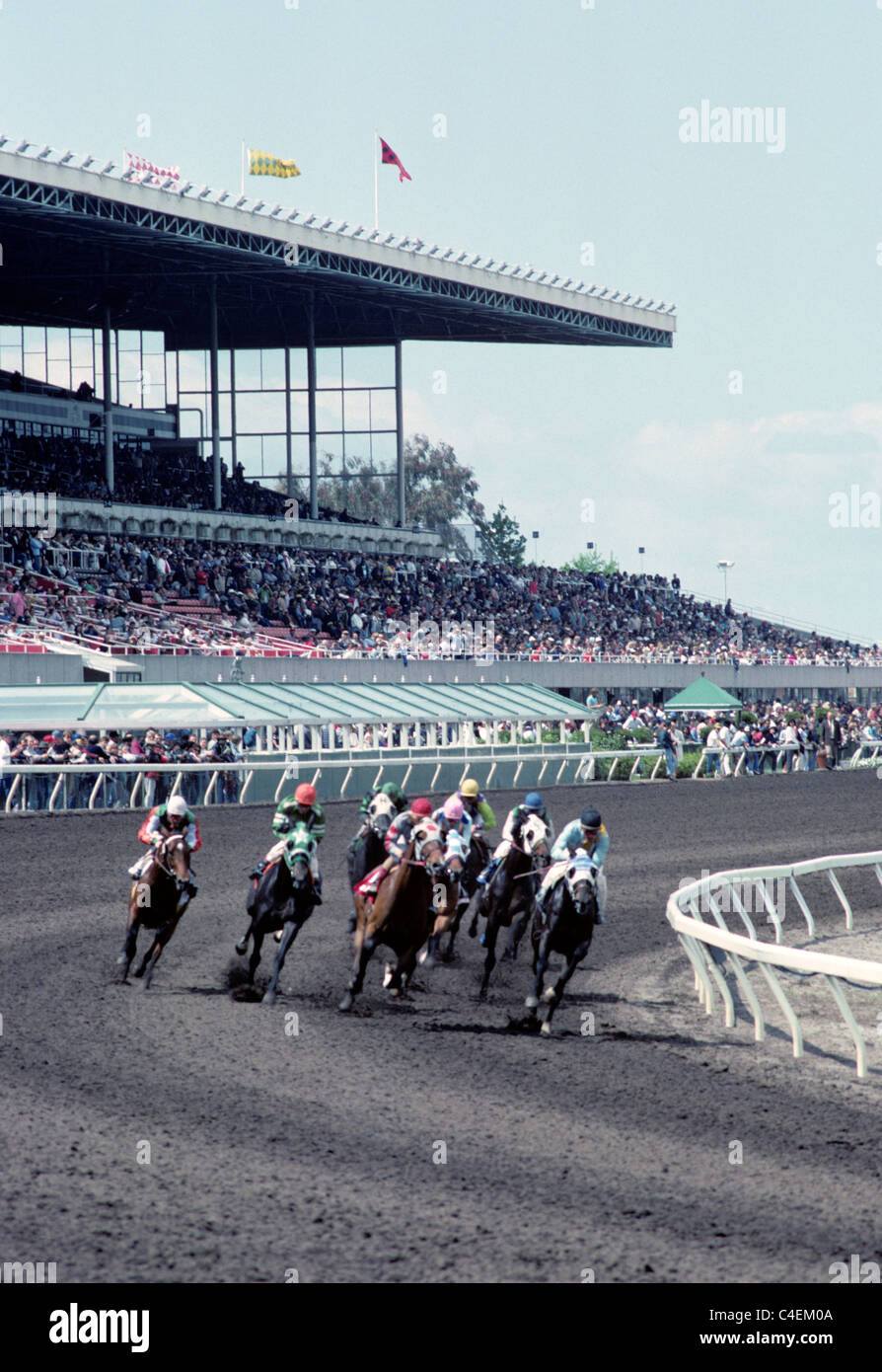 Albany, California. Thoroughbred horses run around turn at "Golden Gate ...
