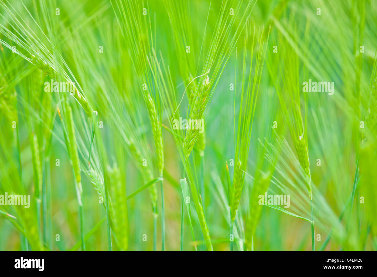 Young wheat field Stock Photo - Alamy