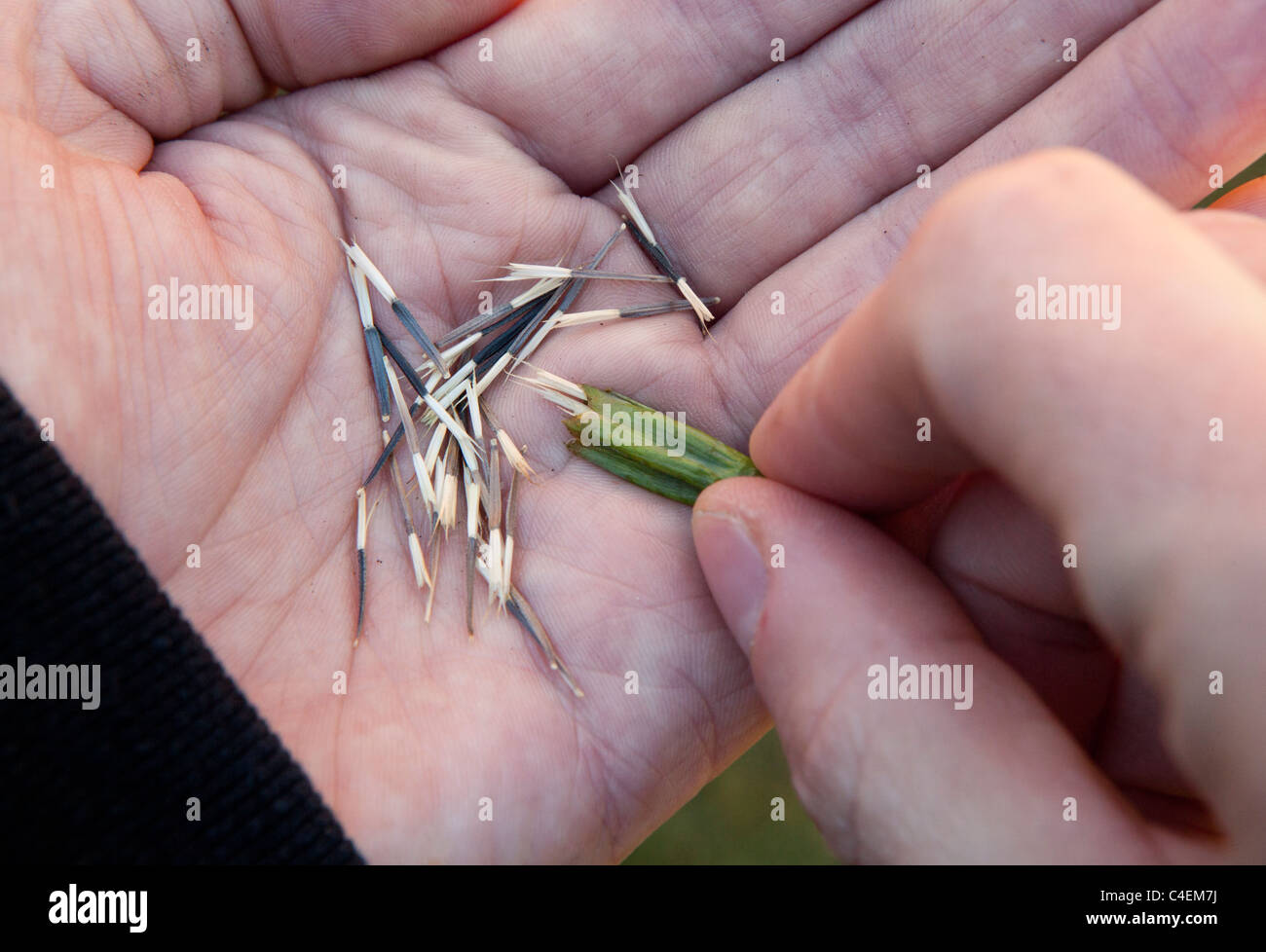 Removing seeds from the flower head of a marigold Stock Photo - Alamy