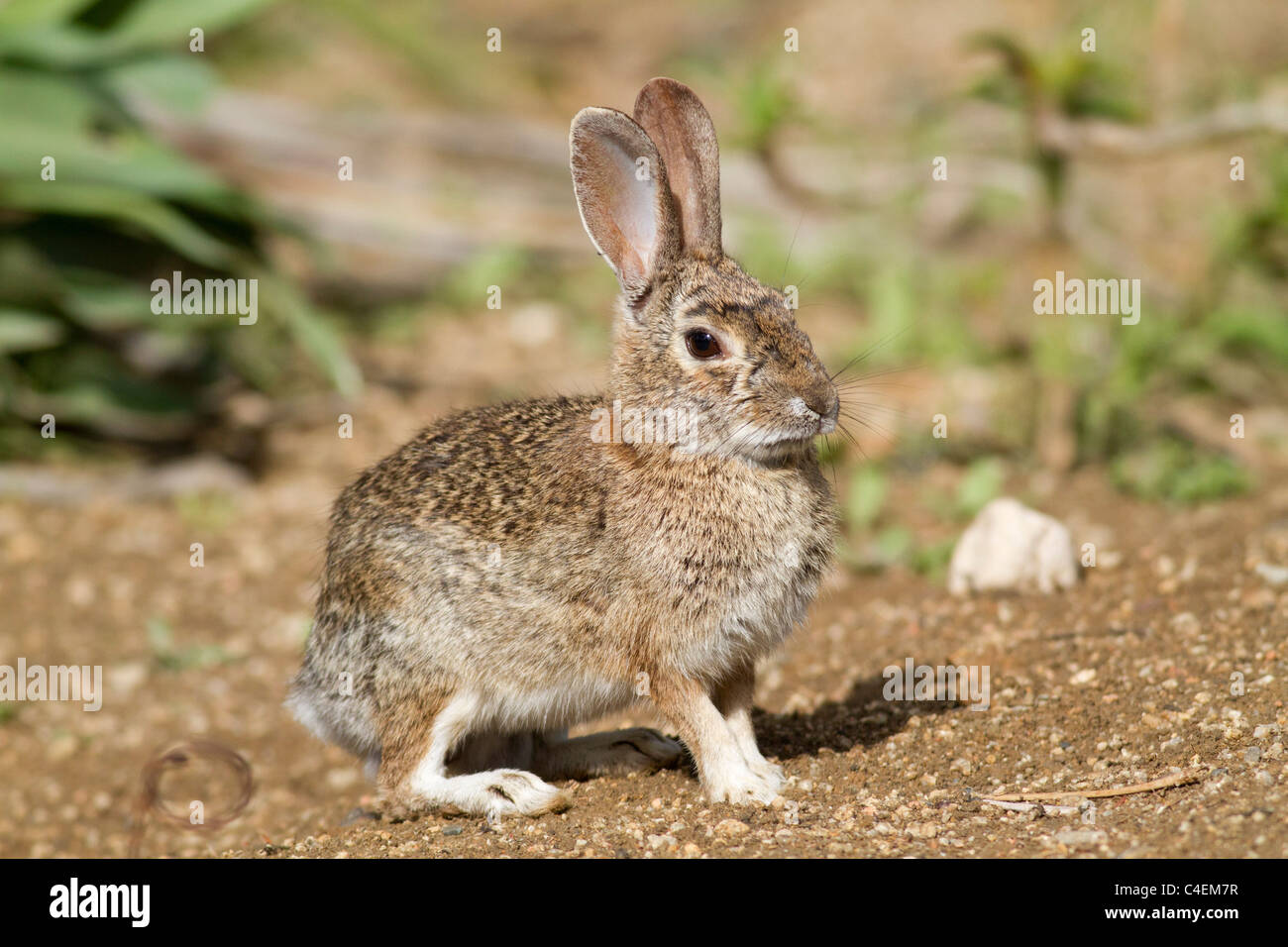 California cottontail rabbit hi-res stock photography and images - Alamy
