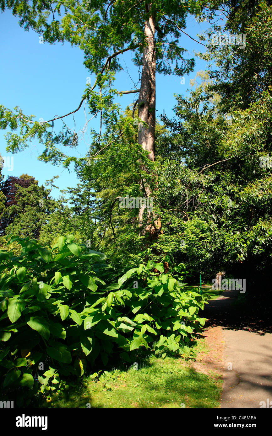 Hosta plants cedar tree beside a pond and pathway in Beacon hill park ...