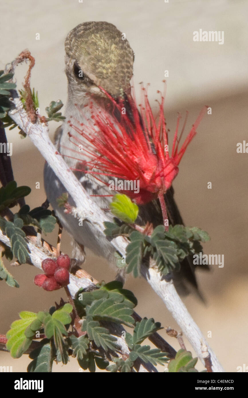 Fairy duster flower hi-res stock photography and images - Alamy