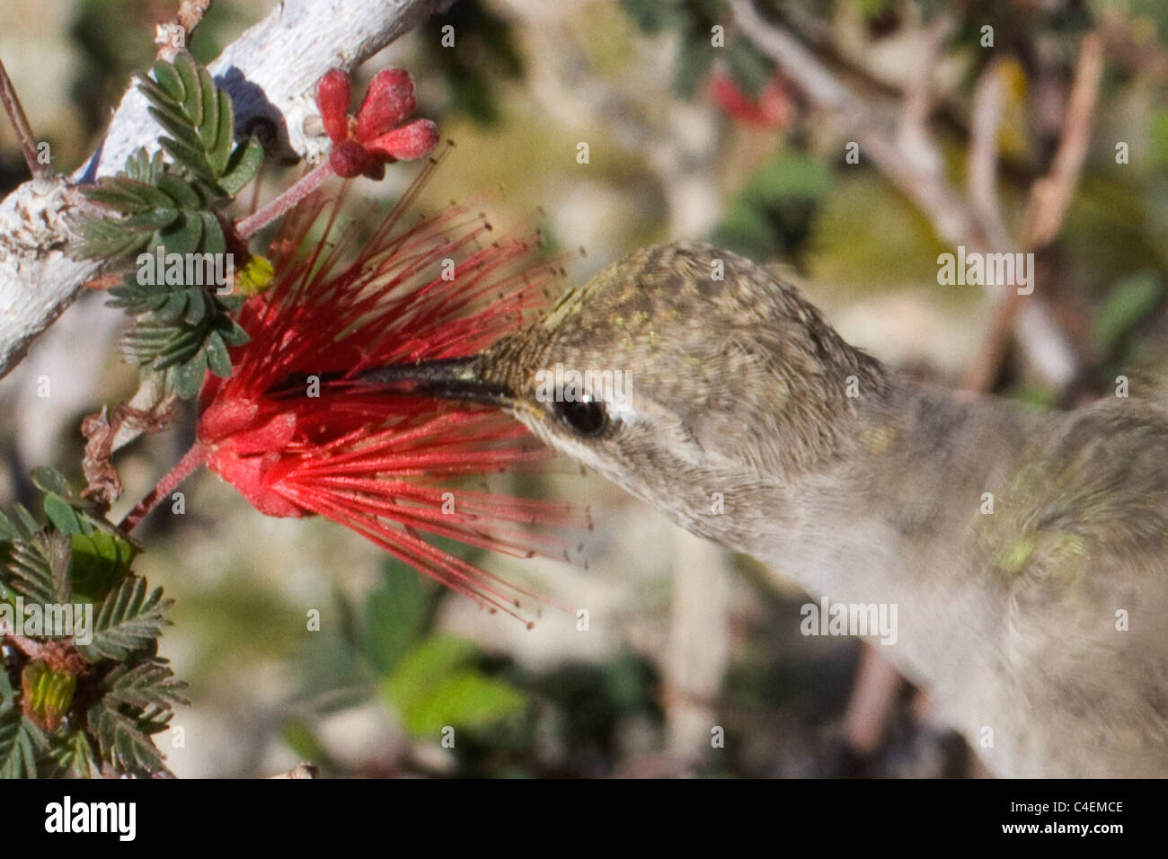 Fairy duster flower hi-res stock photography and images - Alamy