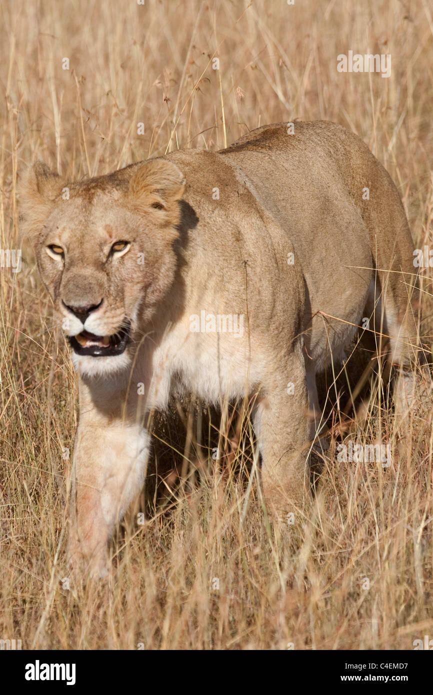 Female African Lion .(Panthera leo).Serengeti National Park, Tanzania Stock Photo - Alamy