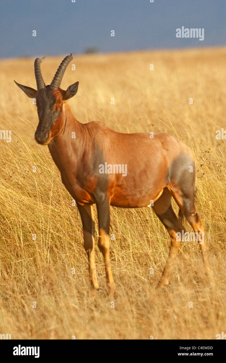 Topi .(Damaliscus lunatus).Serengeti National Park,Tanzania Stock Photo ...