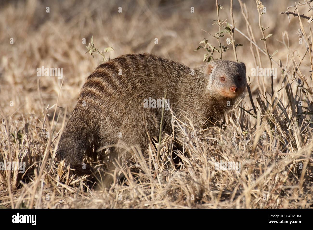 Banded mongoose serengeti tanzania hi-res stock photography and images ...