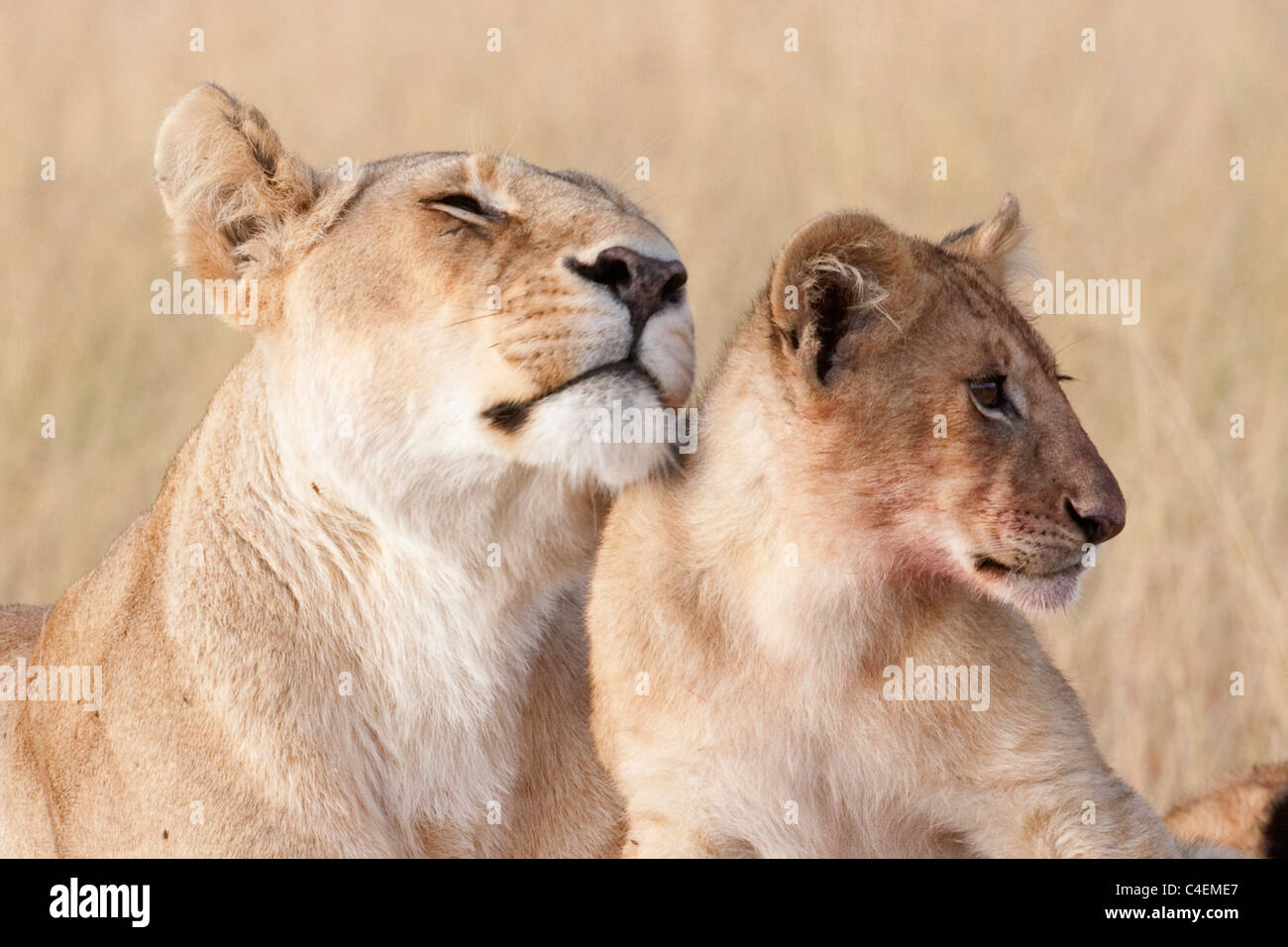 Female African Lion nuzzles her cub.(Panthera leo).Serengeti National ...