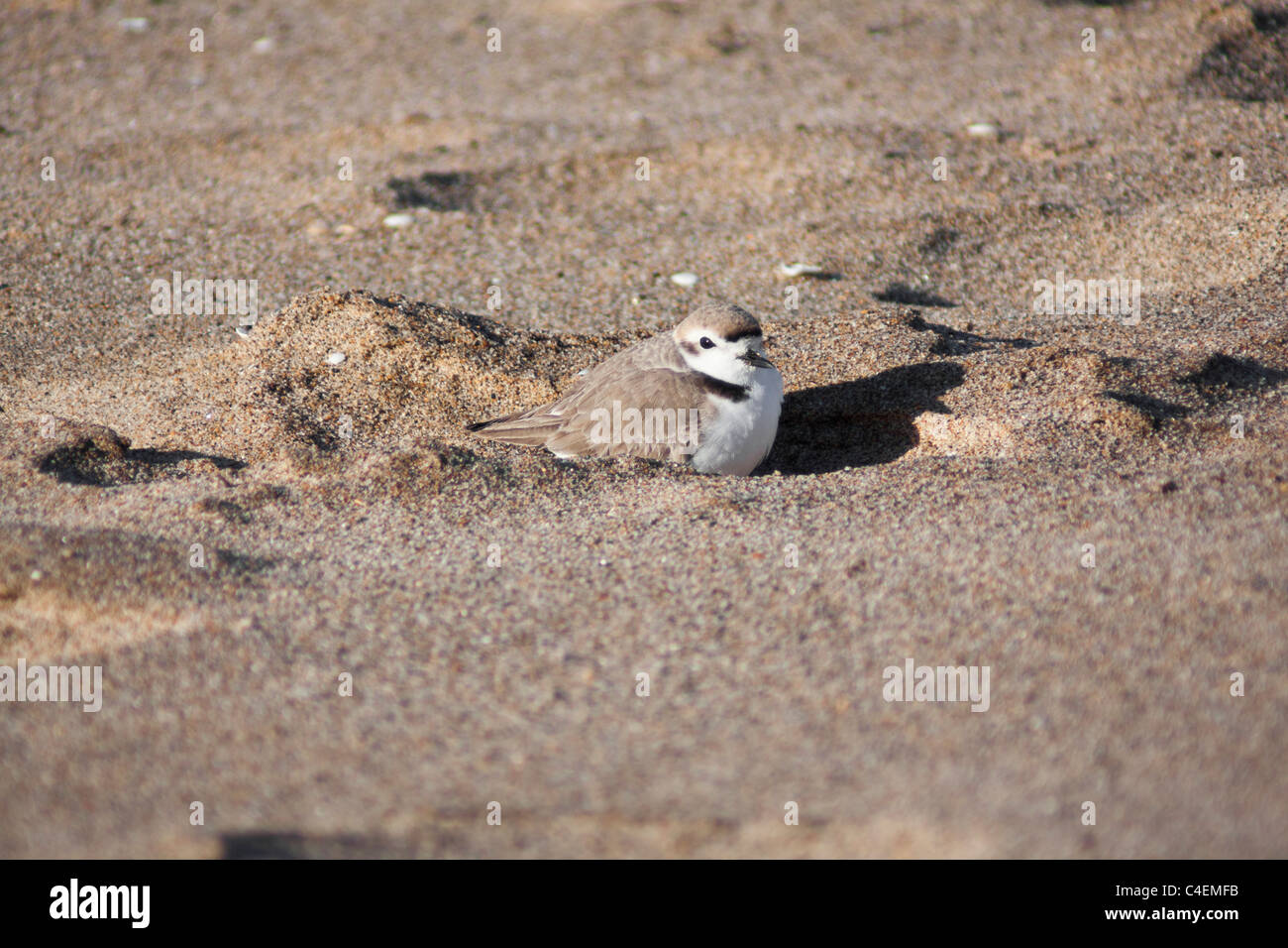A Western snowy plover, a threatened species, crouches on the sand at ...