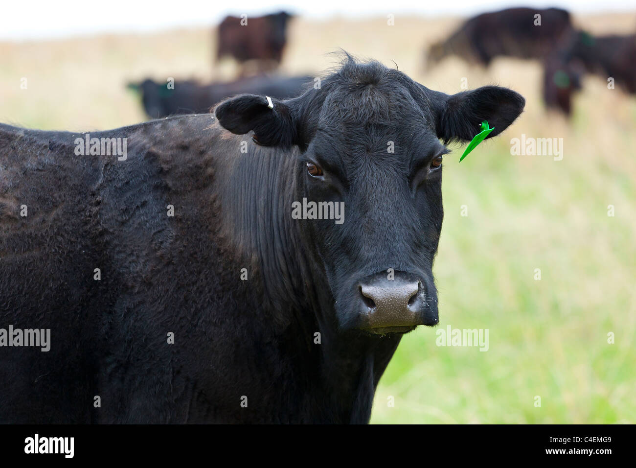 Female cow hi-res stock photography and images - Alamy