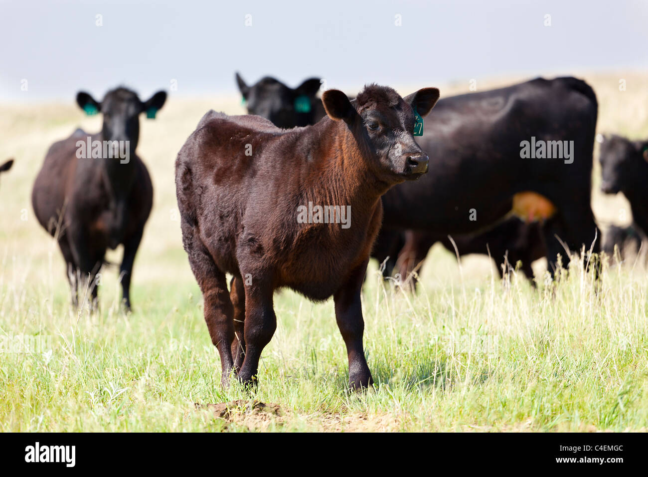 Beef cattle grazing in pasture hi-res stock photography and images - Alamy
