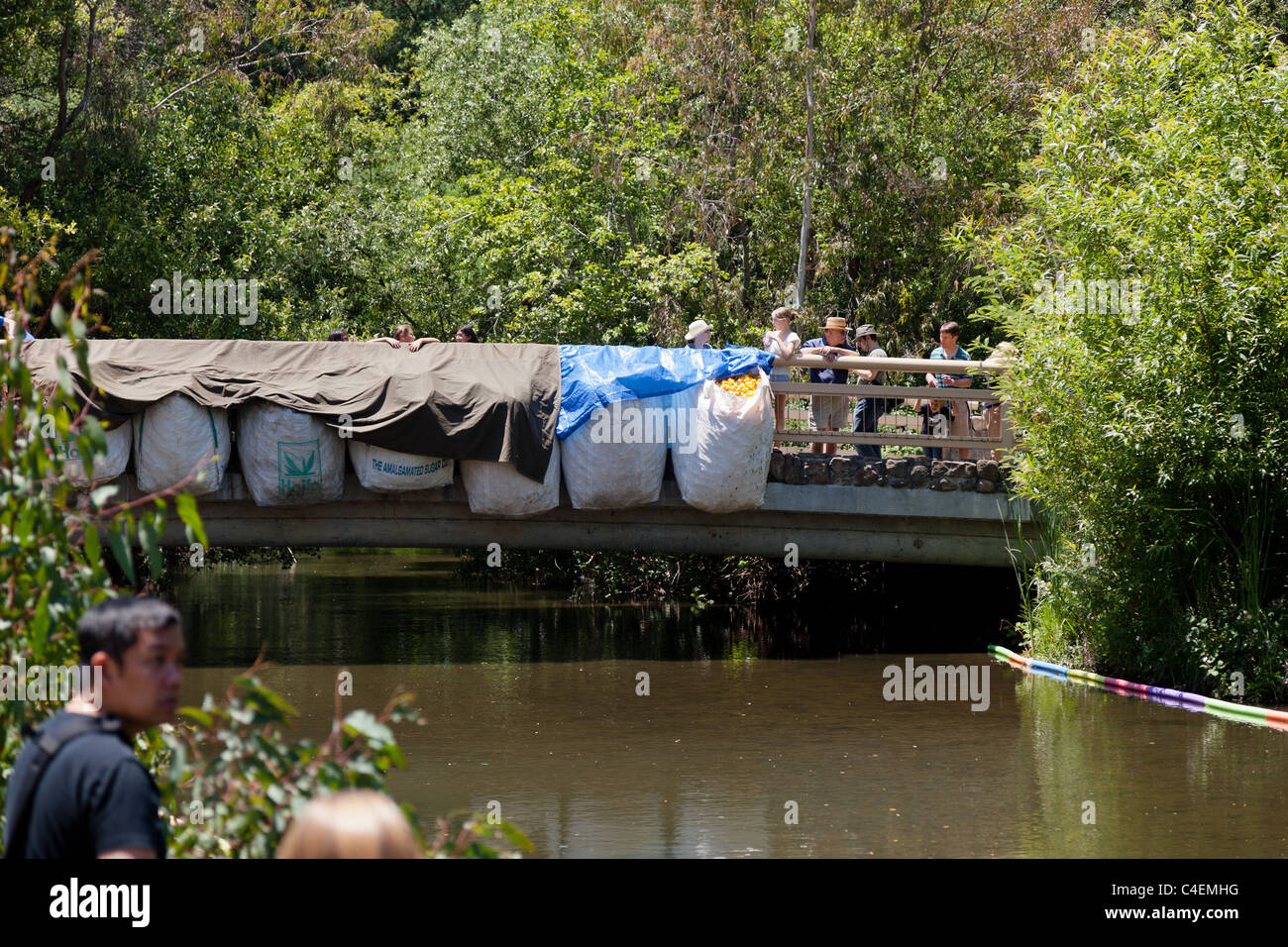 LOS GATOS, CA, USA - JUNE 12: The rubber duckies are kicking off their ...