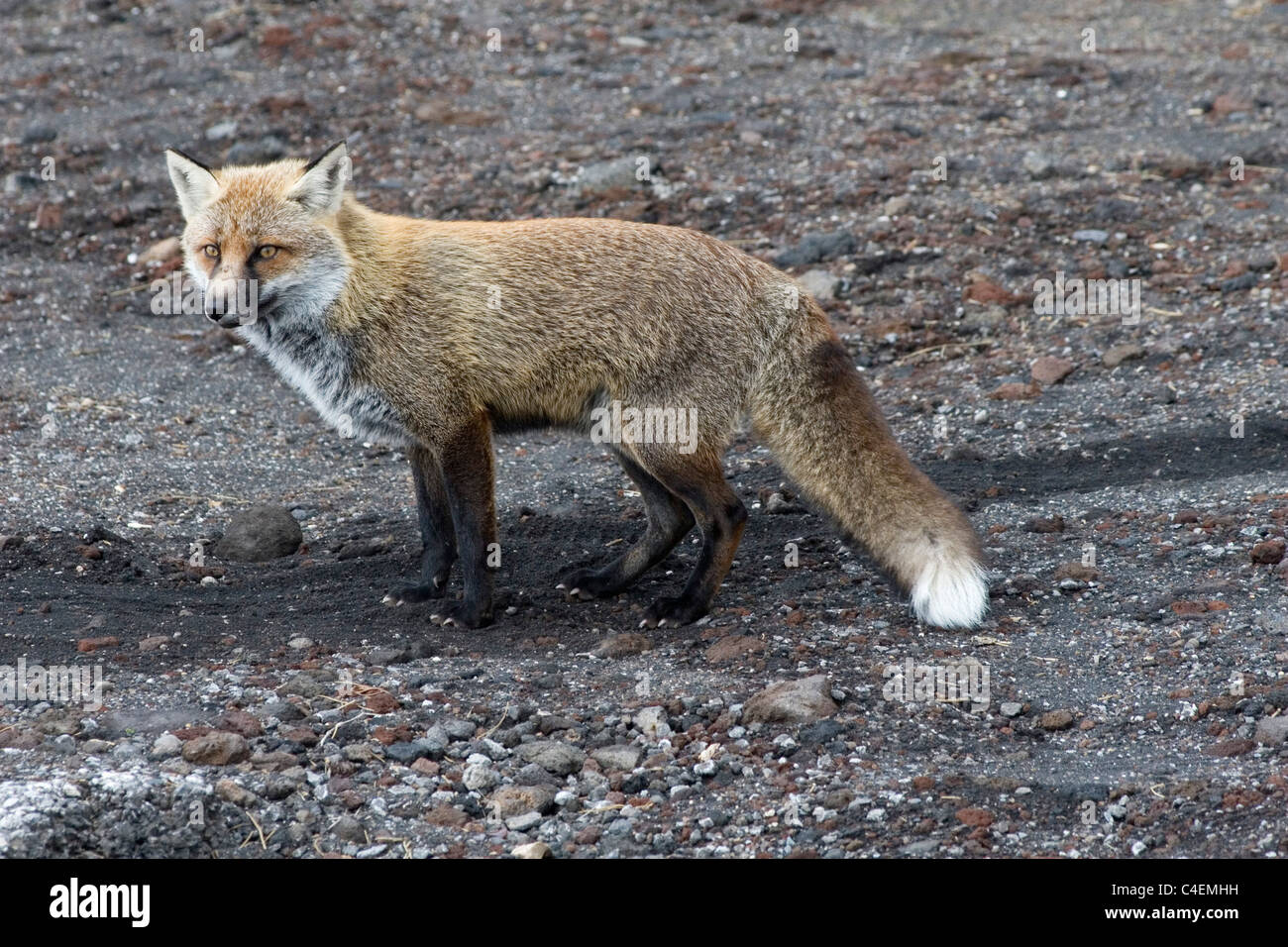Red Fox roams the lava flows on Mount Etna.(Vulpes vulpes).Sicily,Italy ...