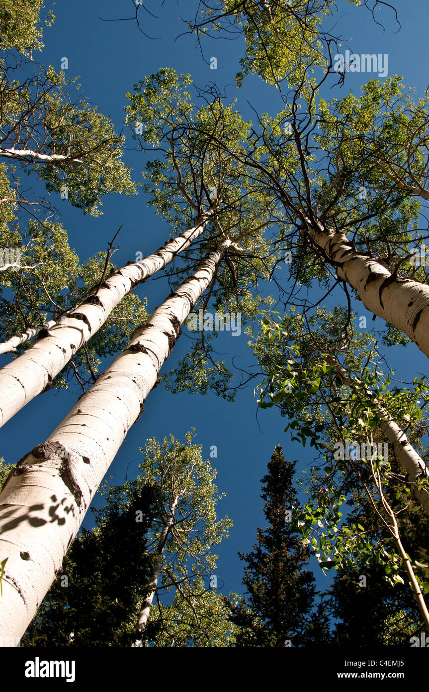 Tall Aspen Trees Stock Photo - Alamy