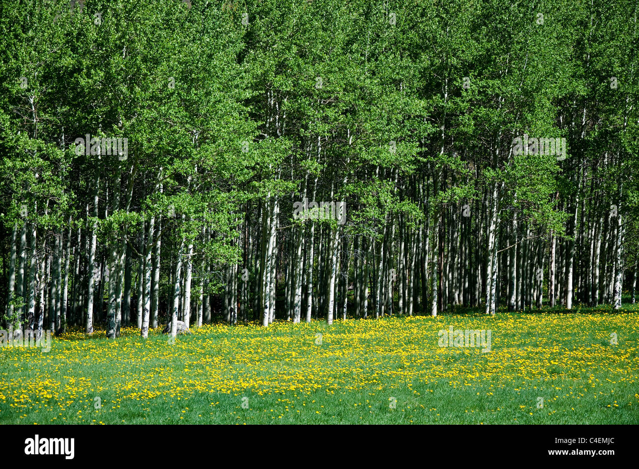 Open grove hi-res stock photography and images - Alamy