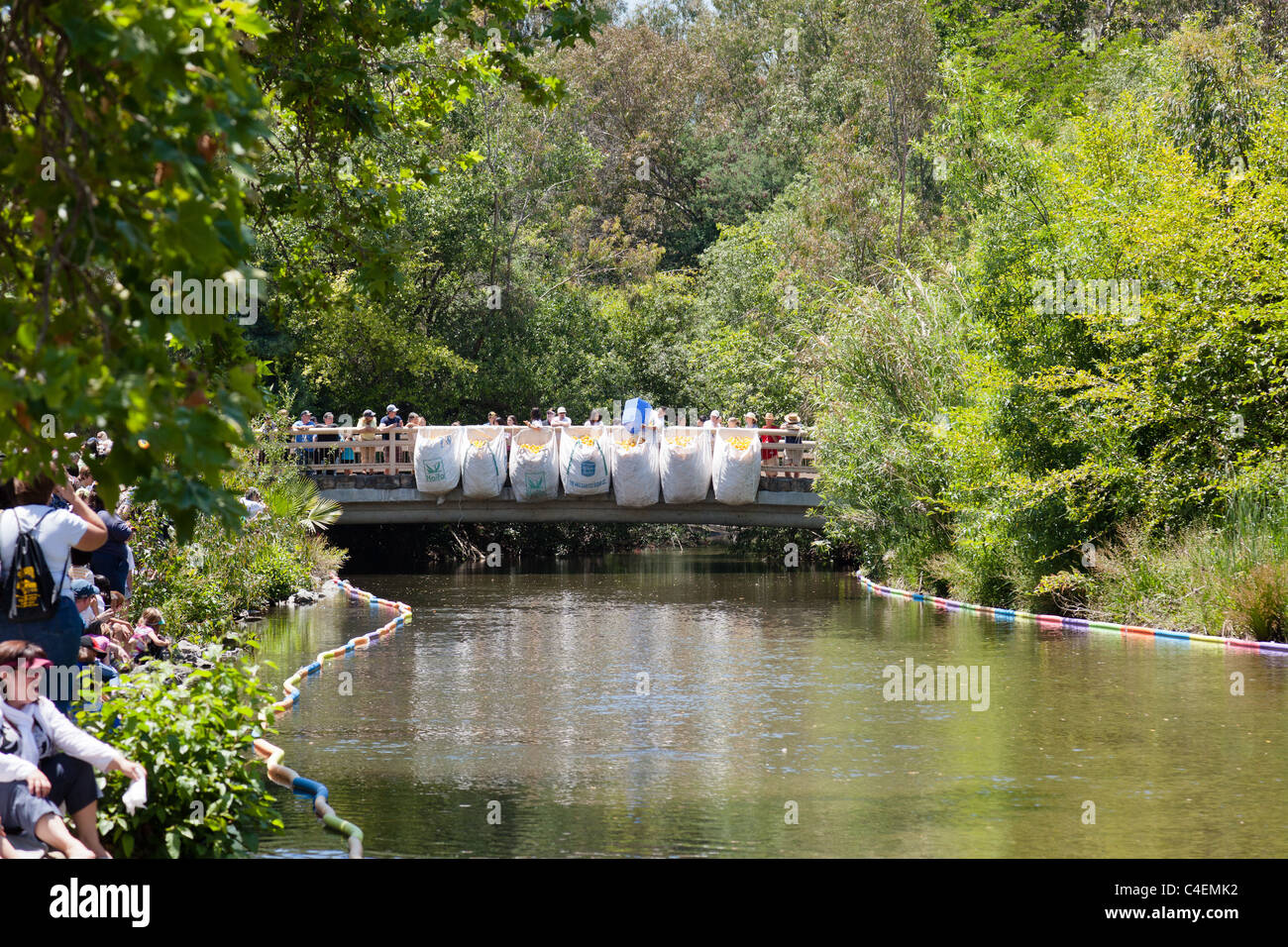 LOS GATOS, CA, USA - JUNE 12: The rubber duckies are kicking off their ...