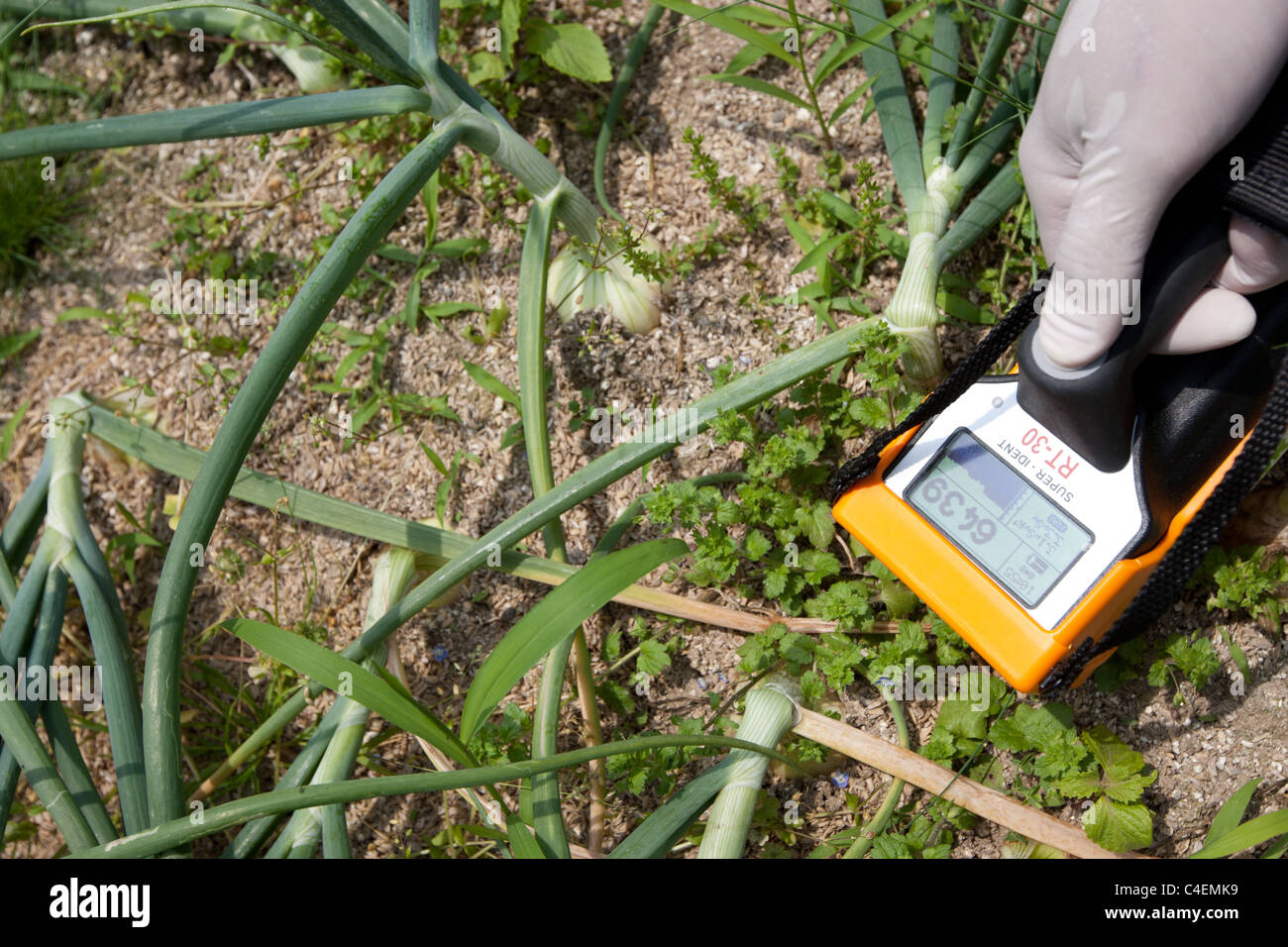 Radiation contamination monitoring in vegetable garden, in Fukushima ...