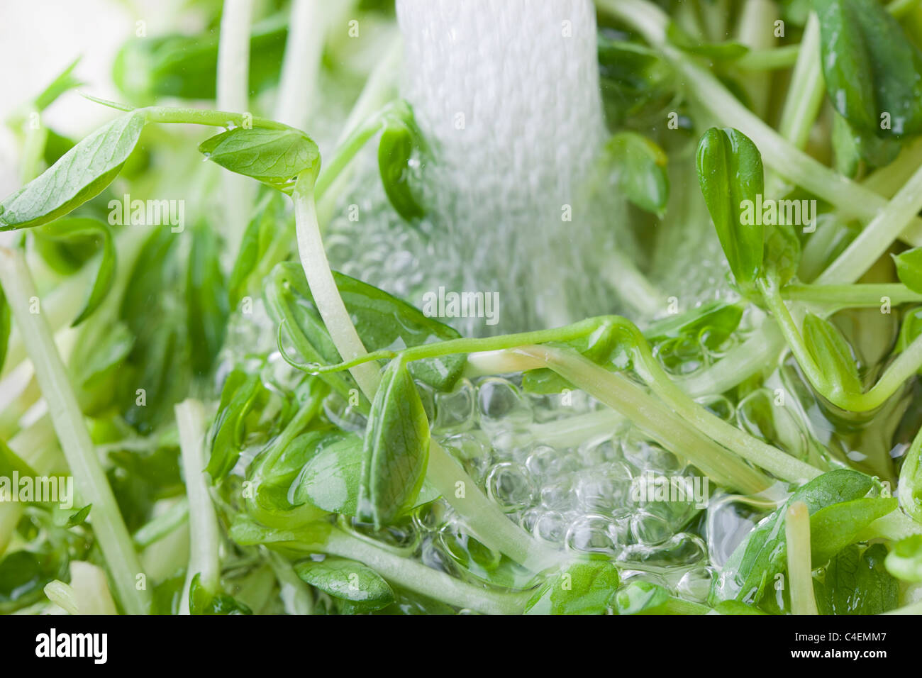 Sprout vegetable hi-res stock photography and images - Alamy