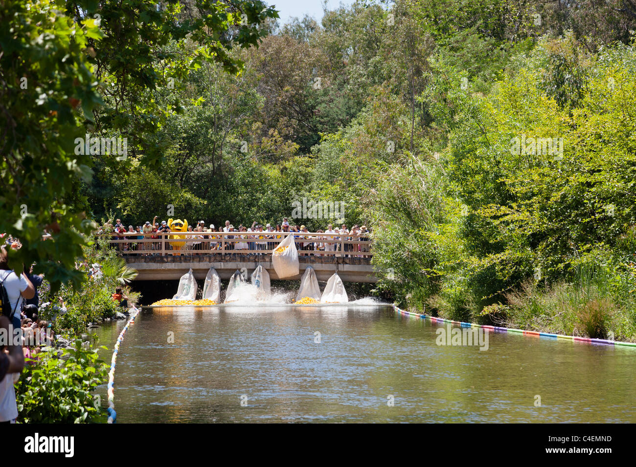 LOS GATOS, CA, USA - JUNE 12: The rubber duckies are kicking off their ...