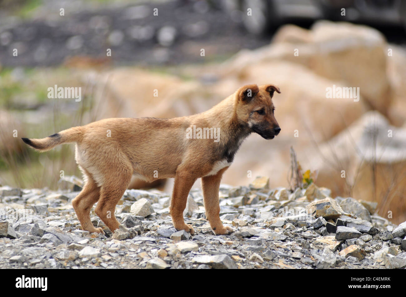 Little dog looking forward on a hill Stock Photo - Alamy