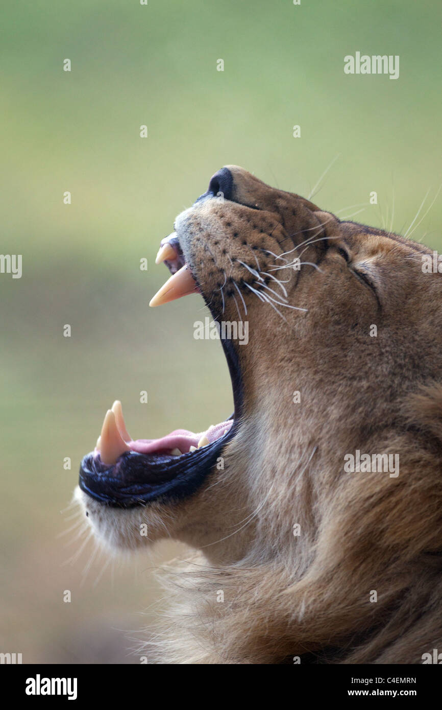 Mountain lion yawning hi-res stock photography and images - Alamy