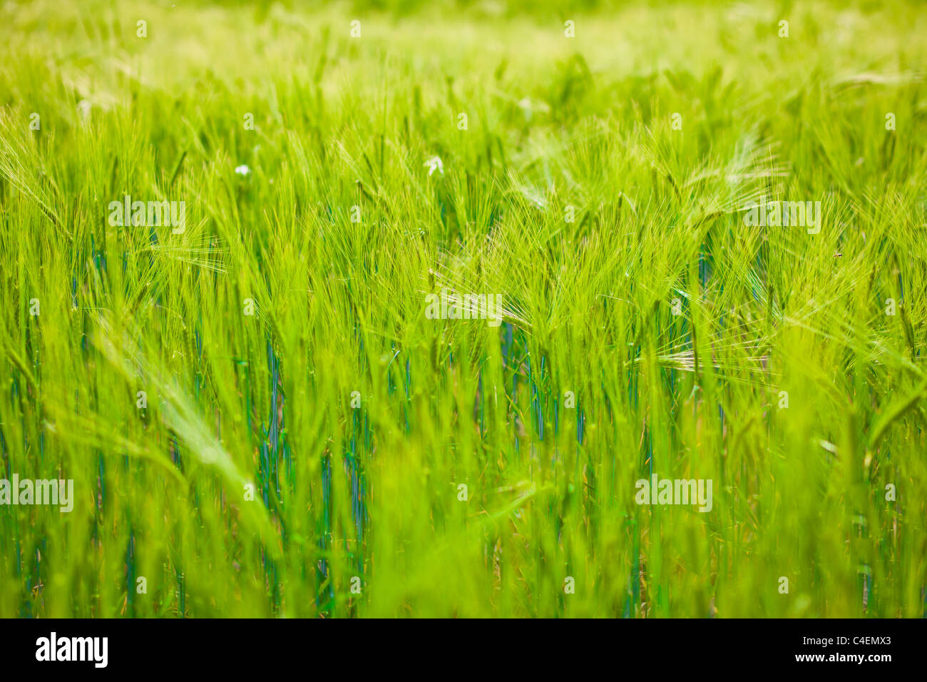 Young wheat field Stock Photo - Alamy