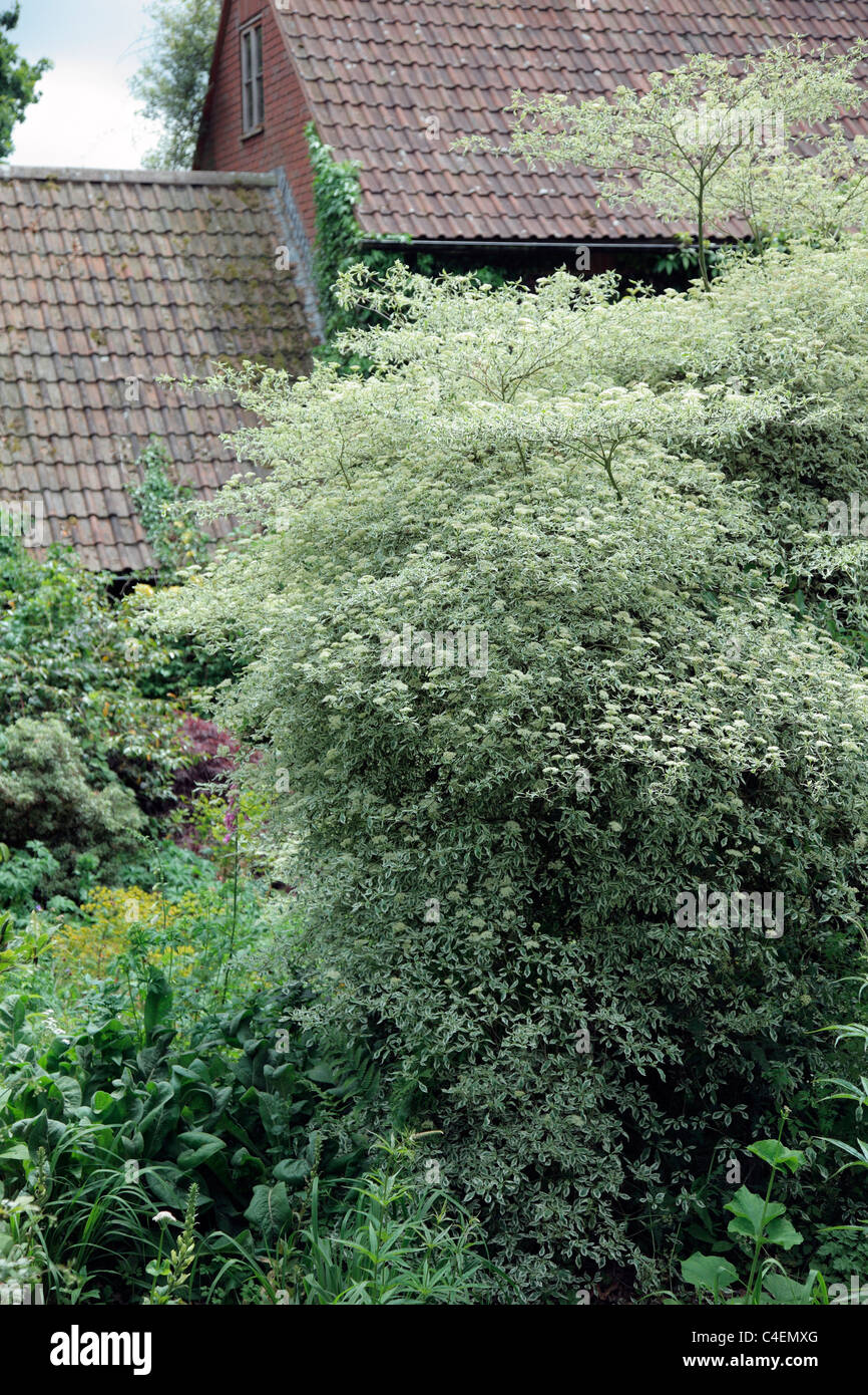 Cornus Alternifolia Stock Photos & Cornus Alternifolia Stock Images - Alamy