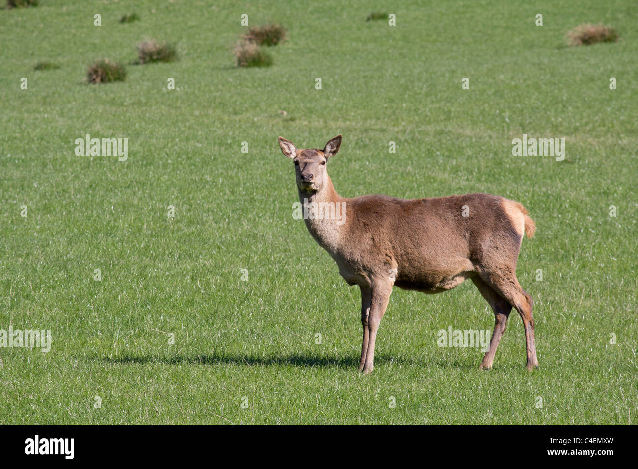 Jedforest Deer Farm, Scottish Borders - red deer farmed for venison ...