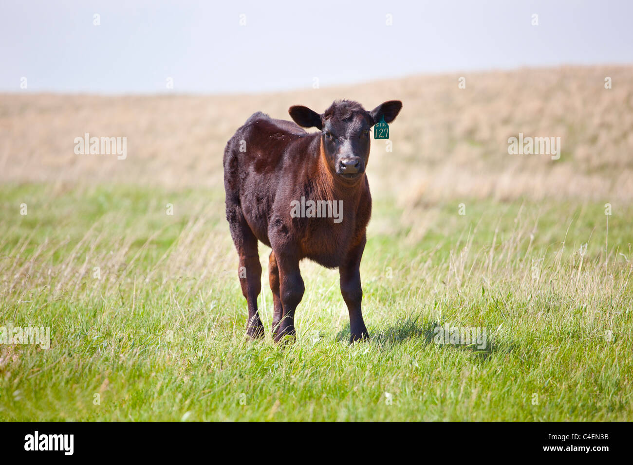 Beef cattle grazing in pasture hi-res stock photography and images - Alamy