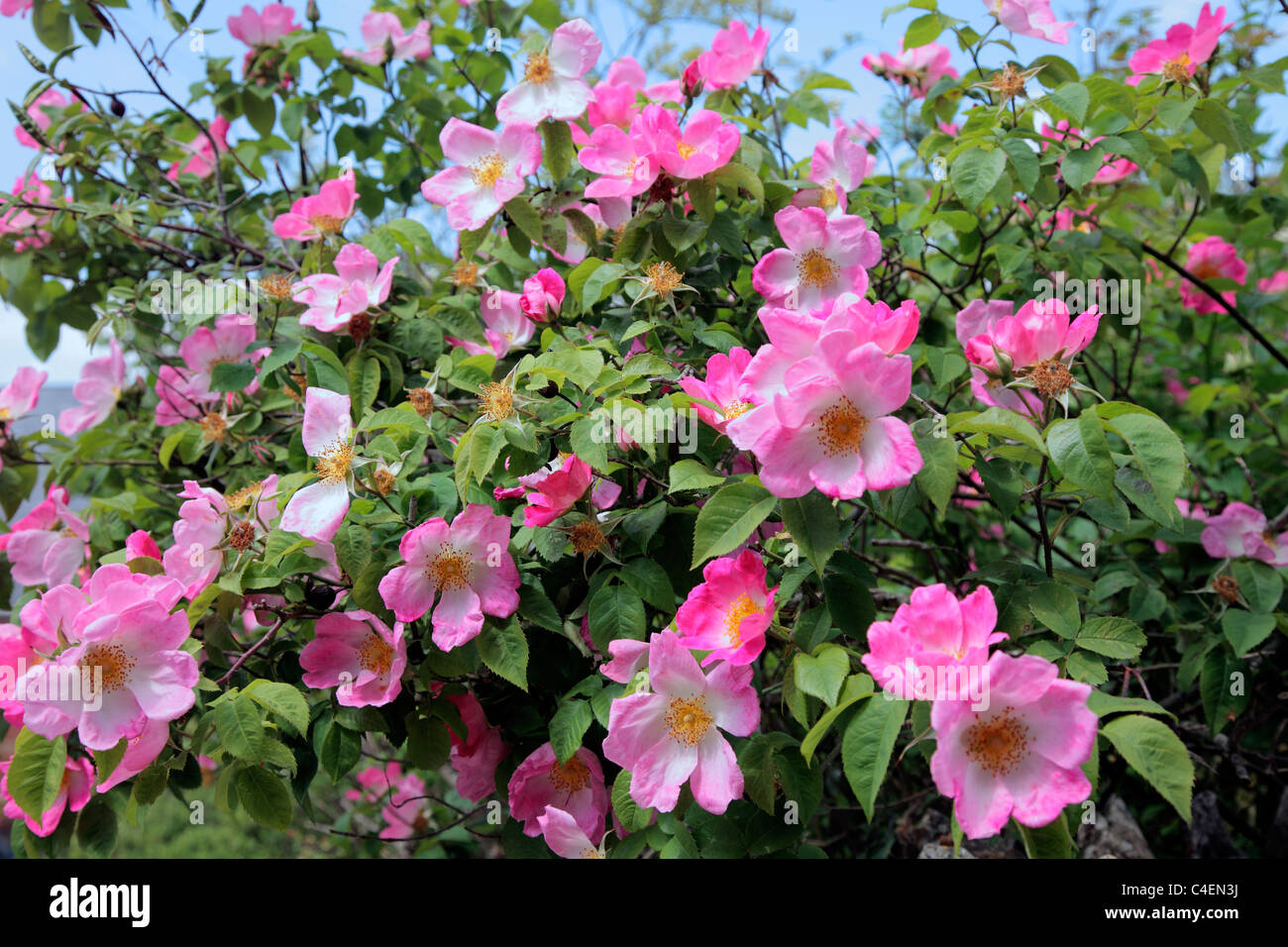 Complicata High Resolution Stock Photography and Images - Alamy