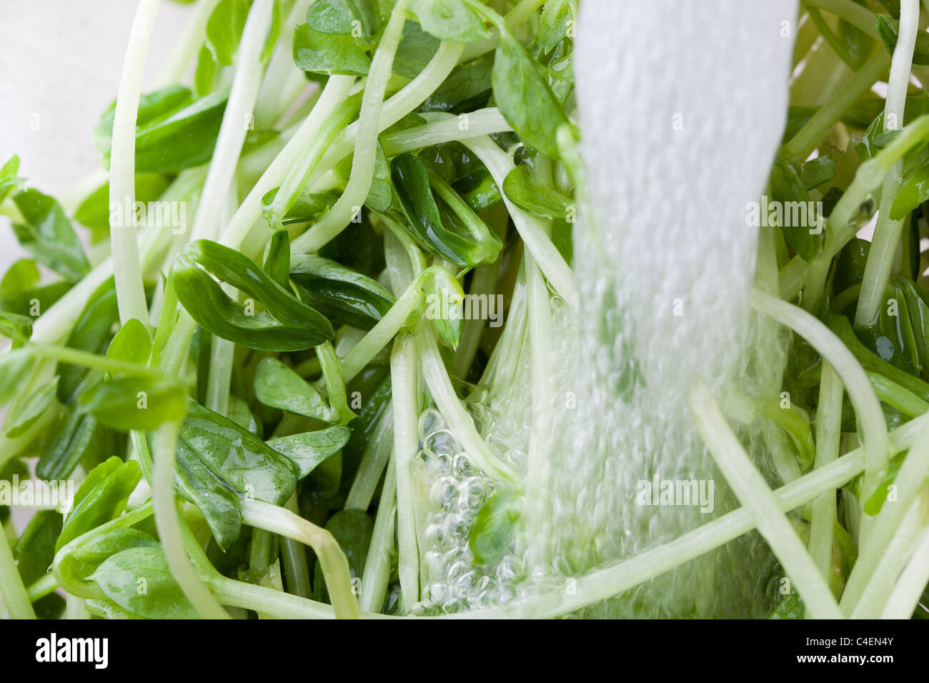 Water the lawn heart hi-res stock photography and images - Alamy