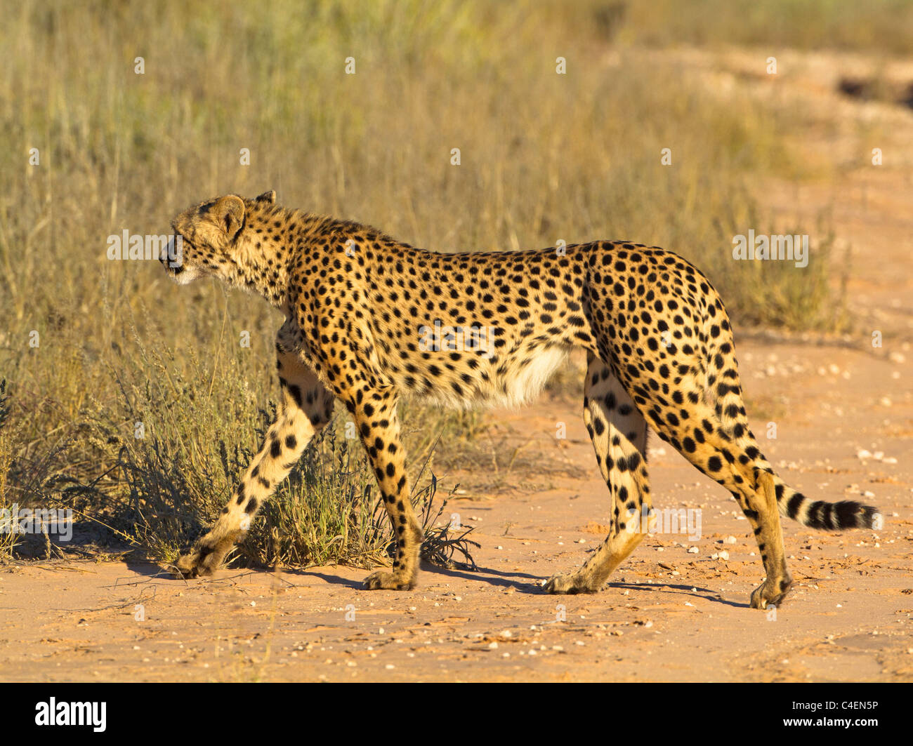 Cheetah walking hi-res stock photography and images - Alamy