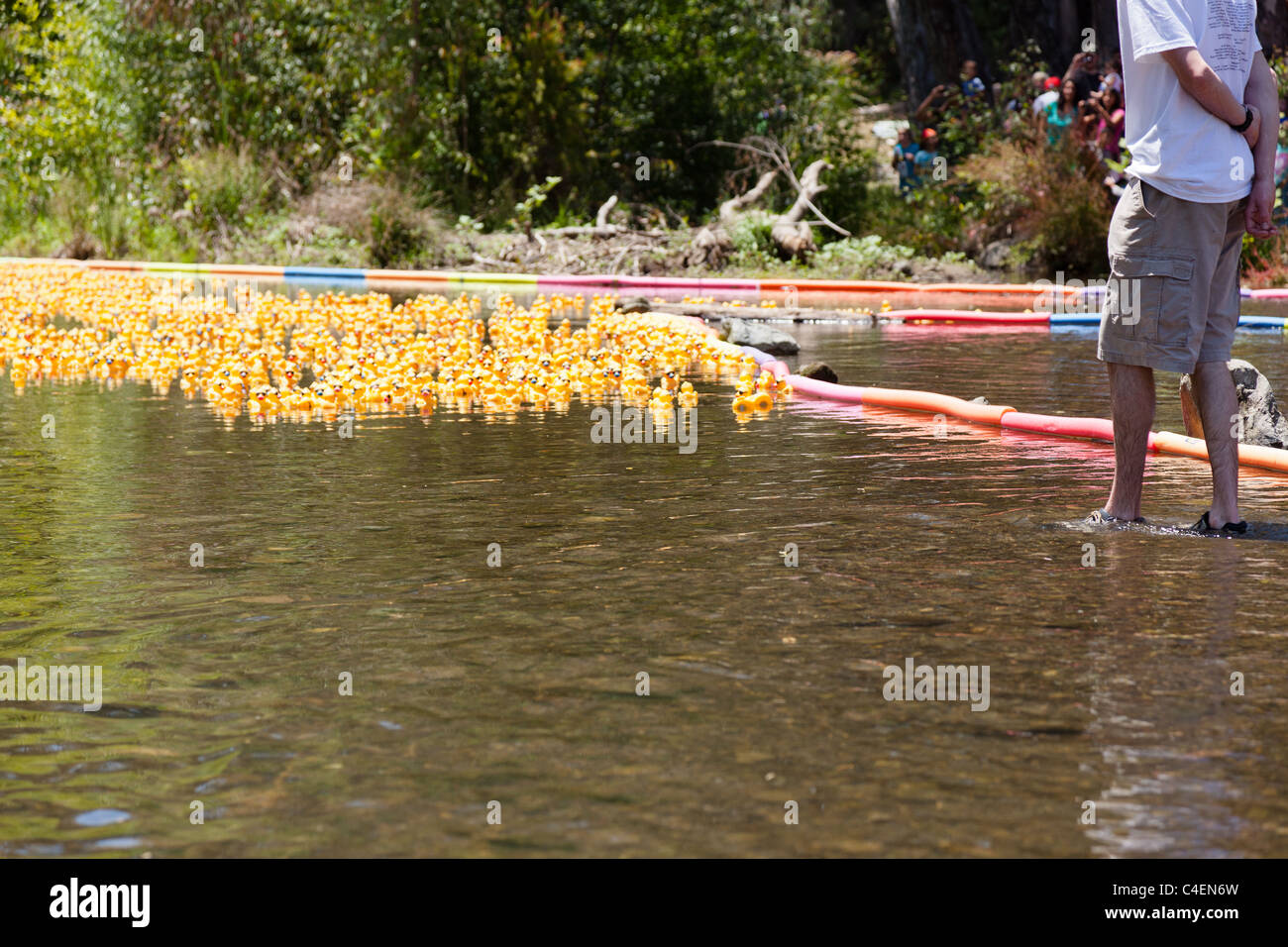 LOS GATOS, CA, USA - JUNE 12: The rubber duckies are kicking off their ...