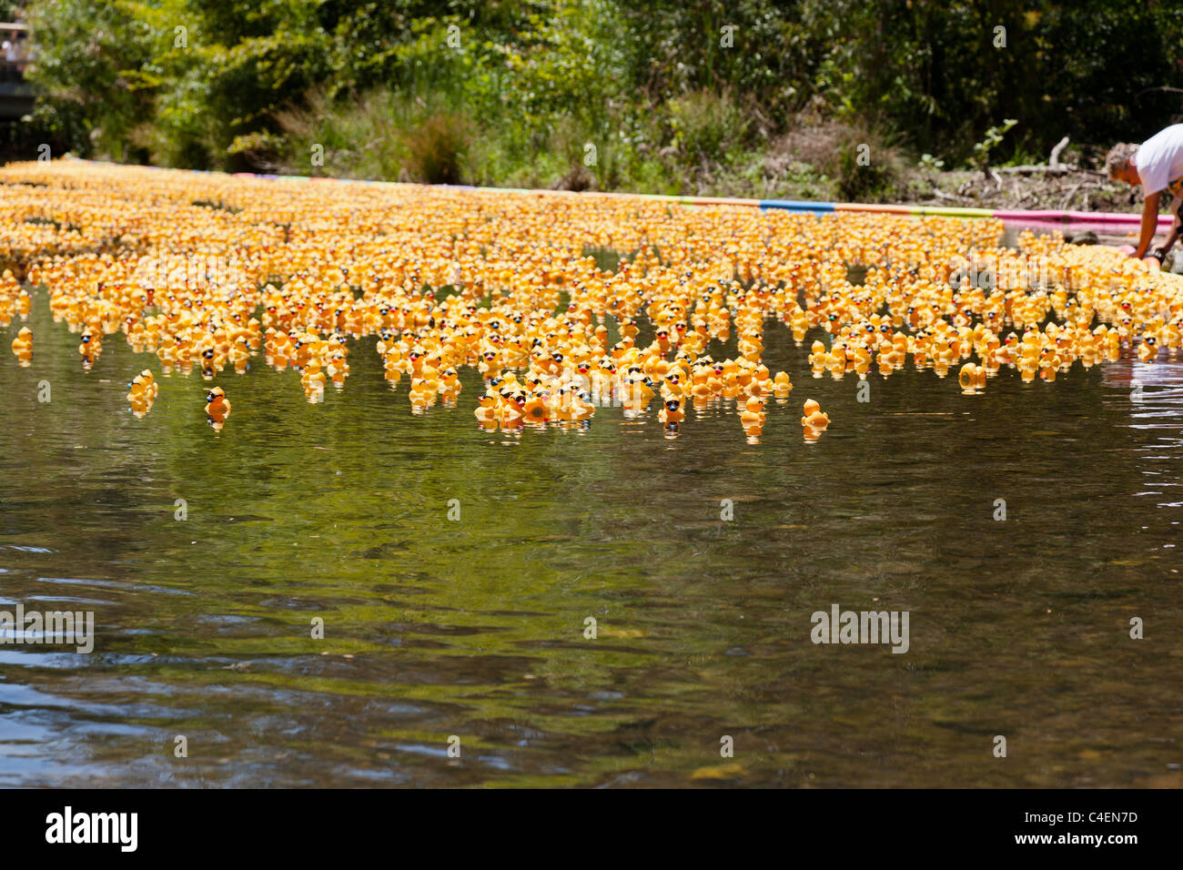 LOS GATOS, CA, USA - JUNE 12: The rubber duckies are kicking off their ...