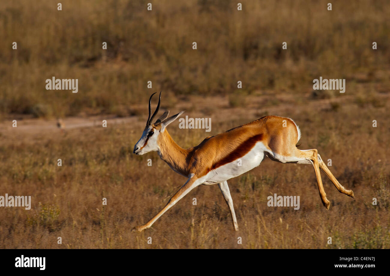 Springbok running hi-res stock photography and images - Alamy