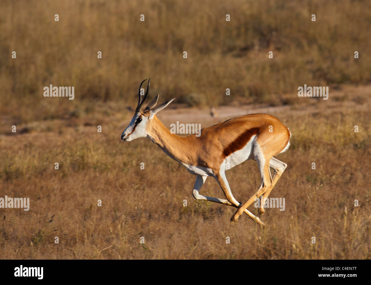 Springbok running hi-res stock photography and images - Alamy