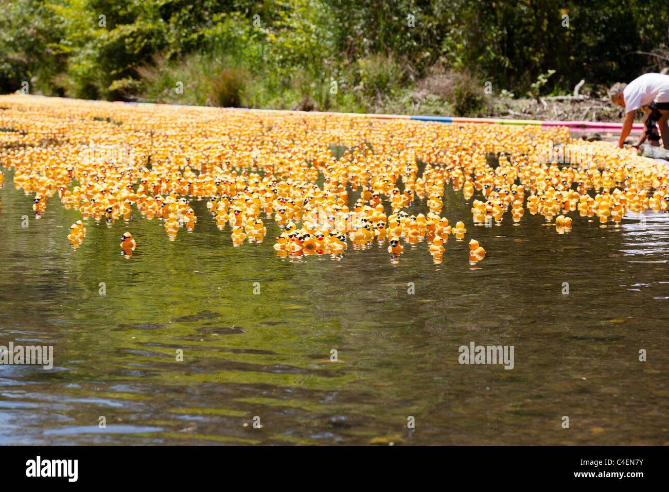 LOS GATOS, CA, USA - JUNE 12: The rubber duckies are kicking off their ...