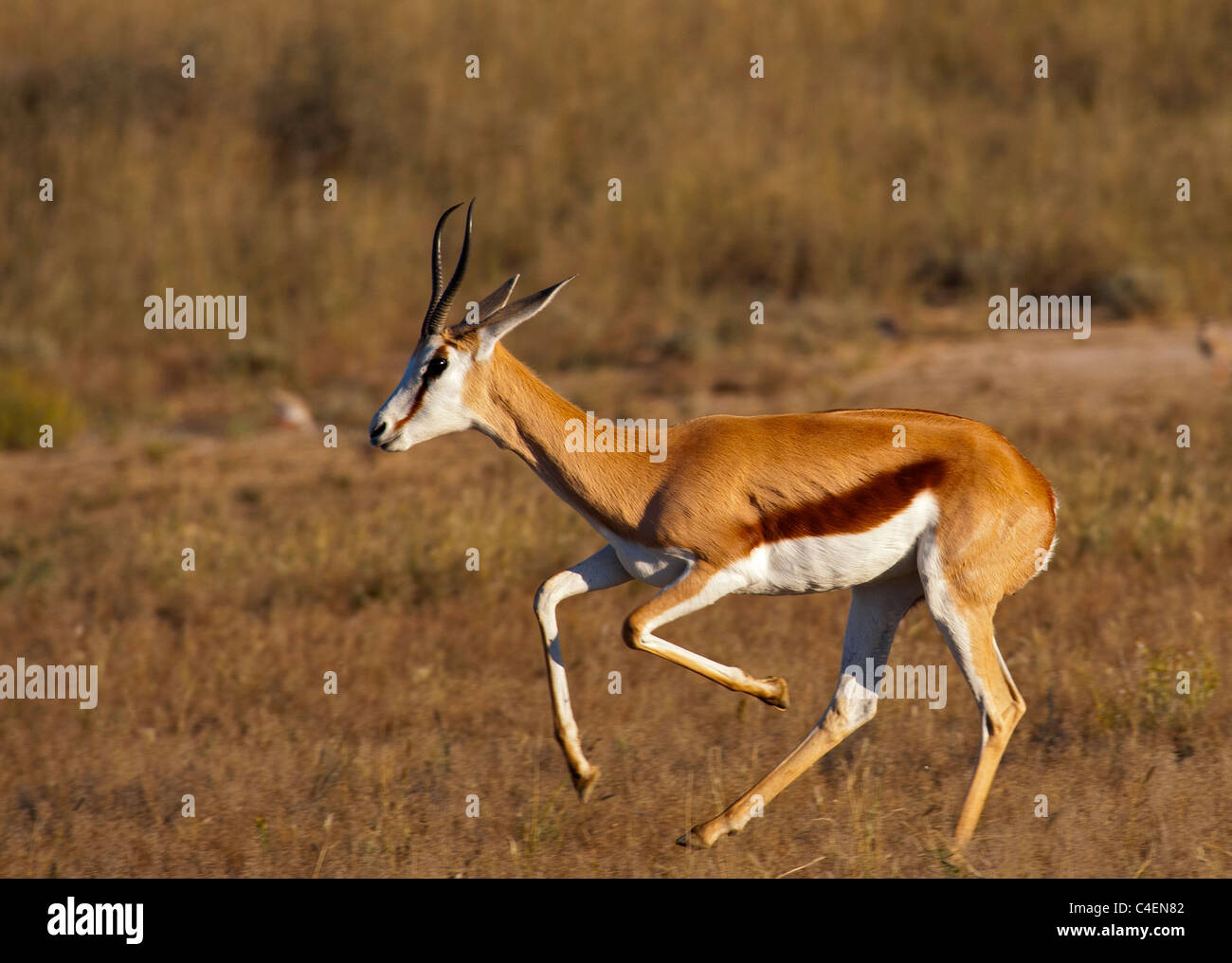 Running springbok hi-res stock photography and images - Alamy