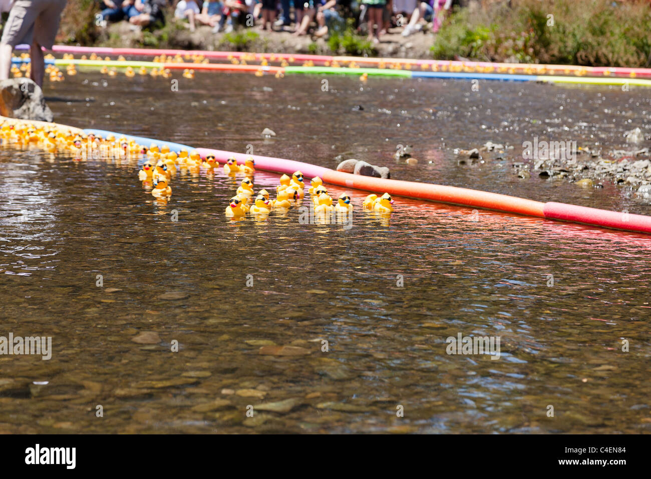LOS GATOS, CA, USA - JUNE 12: The rubber duckies are kicking off their ...