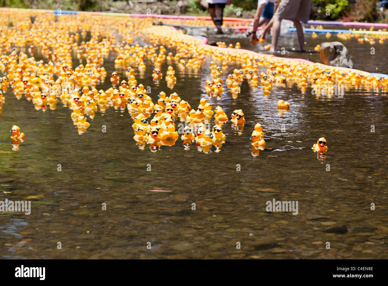 LOS GATOS, CA, USA - JUNE 12: The rubber duckies are kicking off their ...