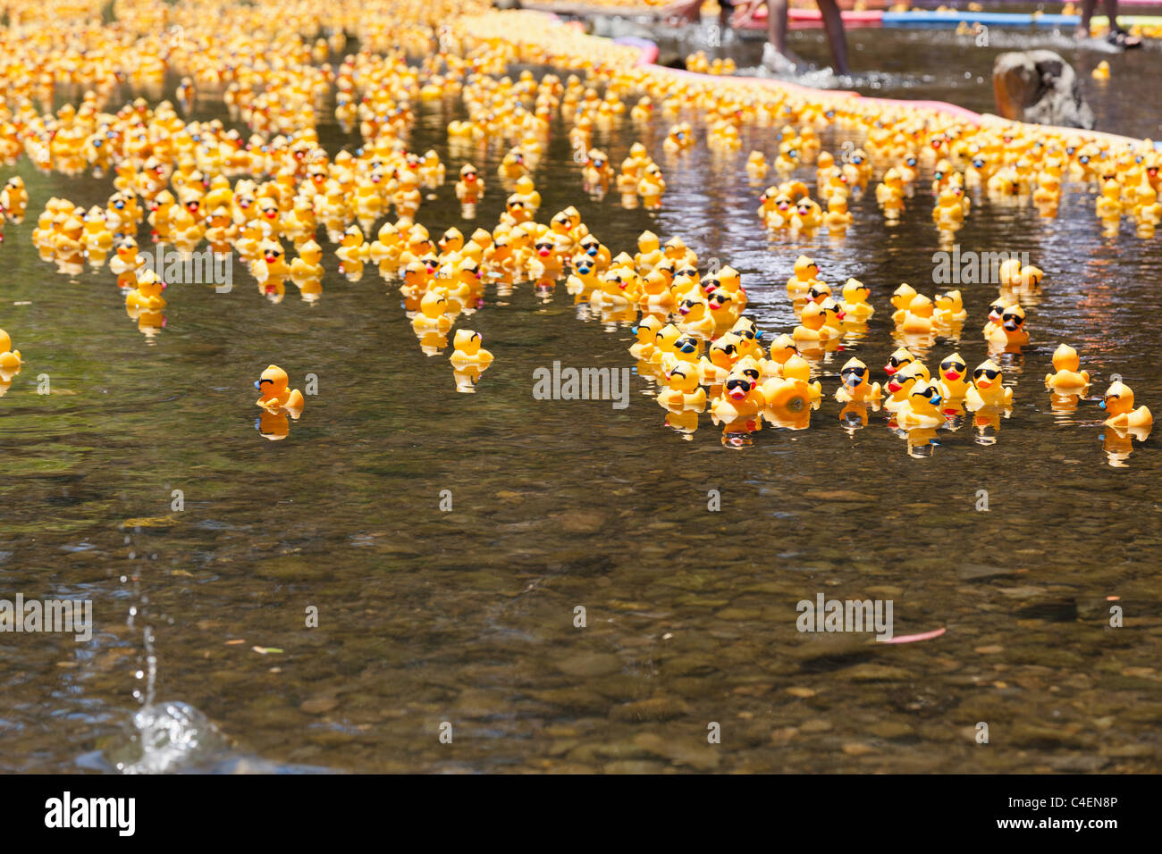 LOS GATOS, CA, USA - JUNE 12: The rubber duckies are kicking off their ...