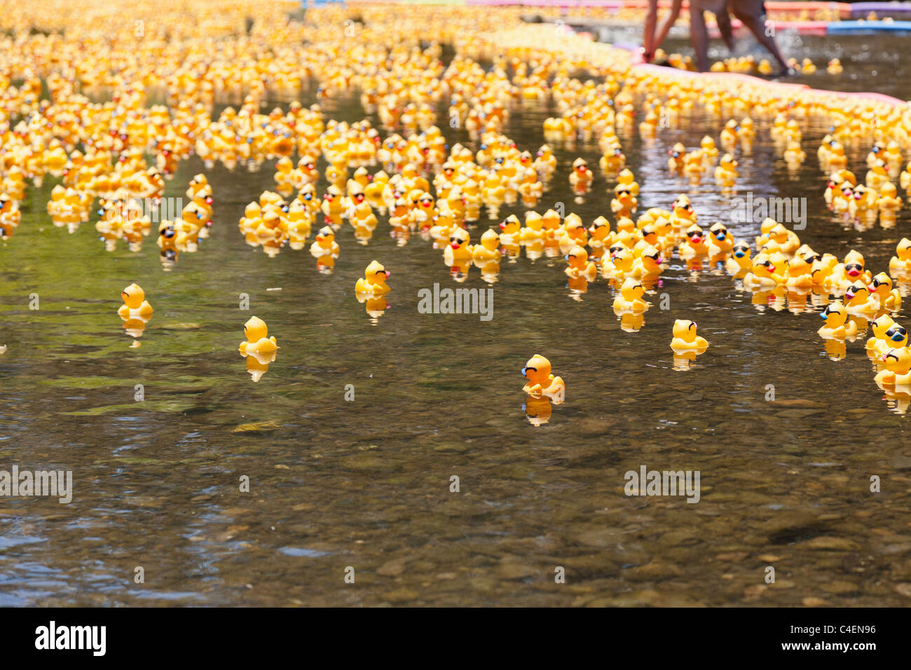 LOS GATOS, CA, USA - JUNE 12: The rubber duckies are kicking off their ...