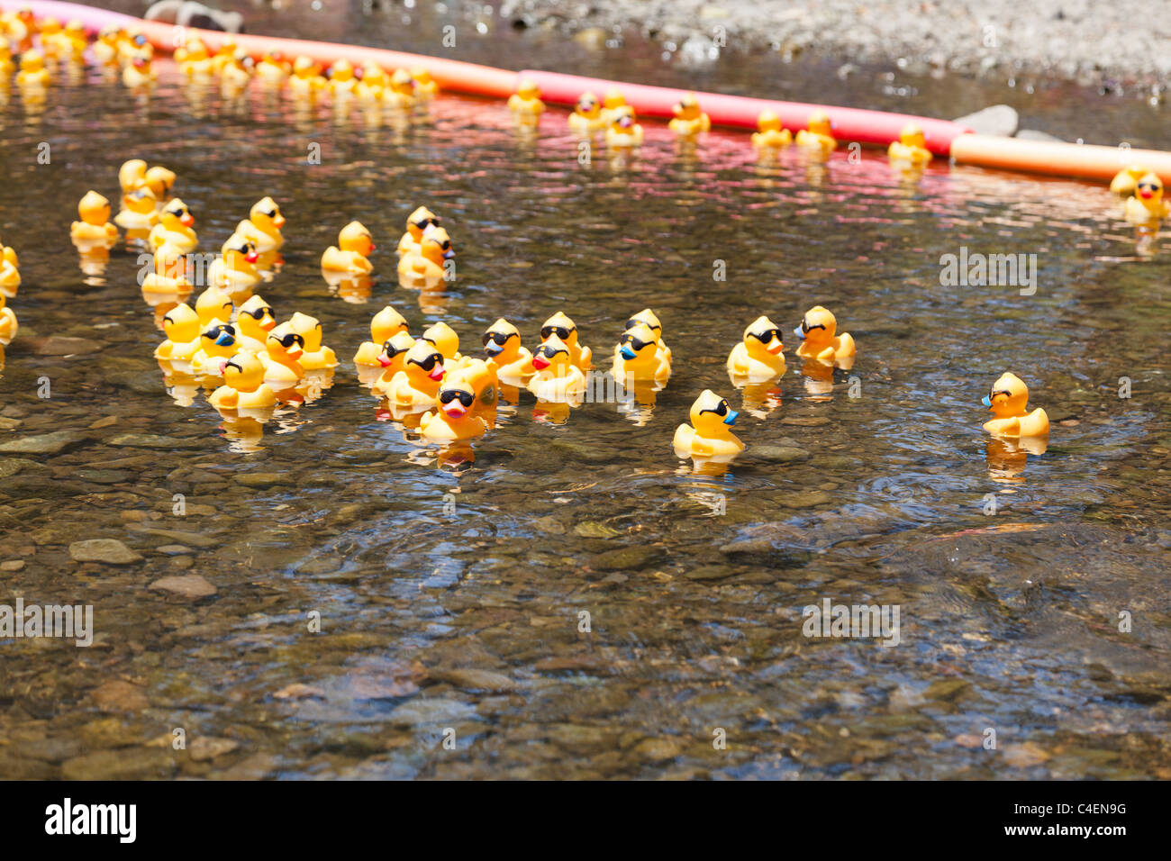 LOS GATOS, CA, USA - JUNE 12: The rubber duckies are kicking off their ...