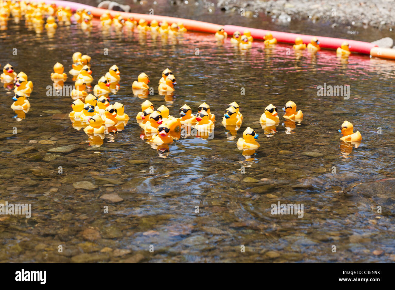 LOS GATOS, CA, USA - JUNE 12: The rubber duckies are kicking off their ...