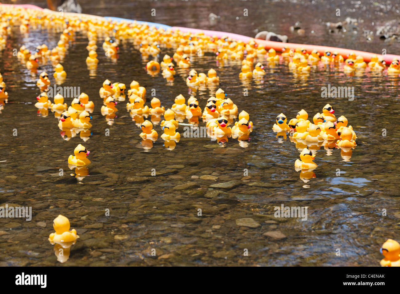 LOS GATOS, CA, USA - JUNE 12: The rubber duckies are kicking off their ...