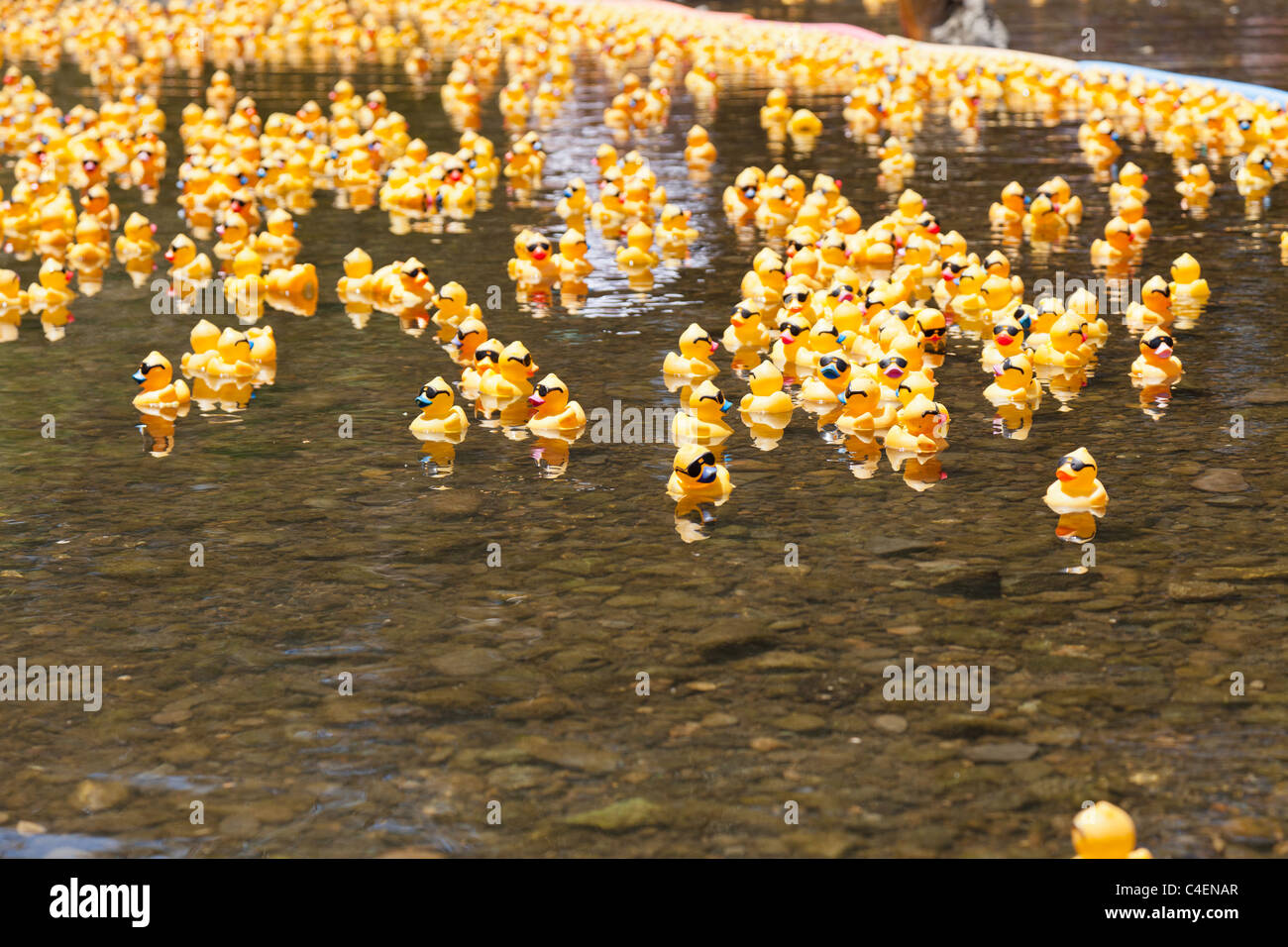 LOS GATOS, CA, USA - JUNE 12: The rubber duckies are kicking off their ...