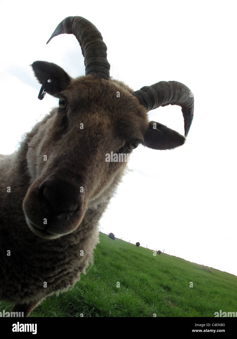 Doonies rare breed farm hi-res stock photography and images - Alamy