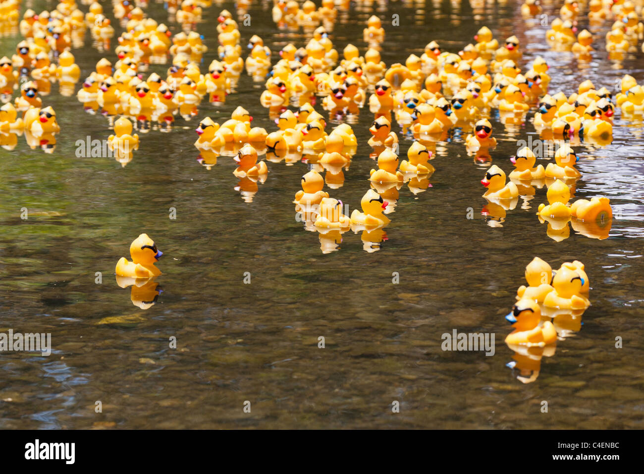 LOS GATOS, CA, USA - JUNE 12: The rubber duckies are kicking off their ...
